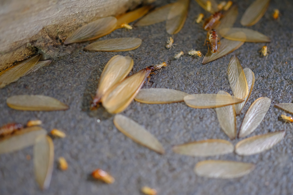 When is Termite Swarming Season in South Carolina?