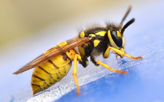 Blog - Don't Let Stinging Insects Ruin Your Family Fun