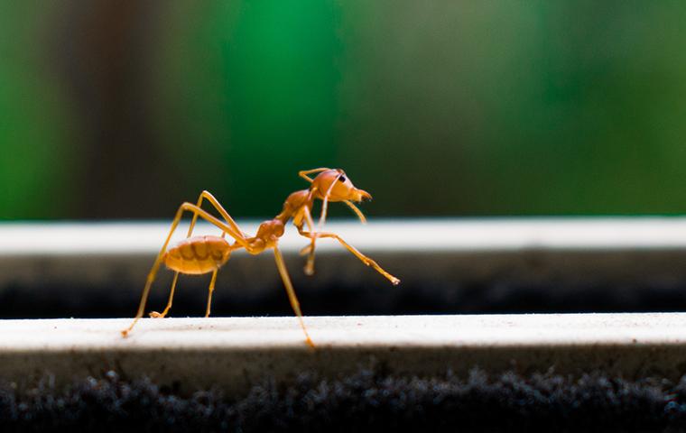 Ants Be Gone: Effective Ant Control Solutions For Aiken Homes