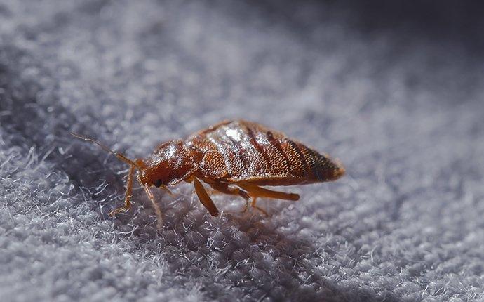 Blog - Bed Bug Prevention For The Holiday Season