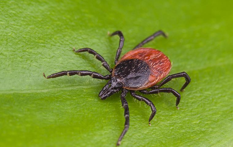 Blog - Tick Prevention Tips Every Homeowner Should Know