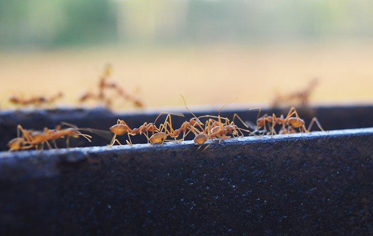 Aiken Resident’s Complete Guide To Fire Ant Control