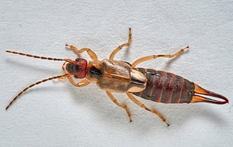 How To Handle An Earwig Infestation In North Augusta