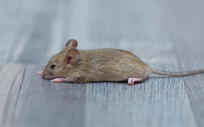 Mouse in the house store