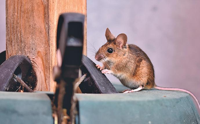 Blog - A Step-By-Step Guide To Rodent-Proofing Your Aiken Home