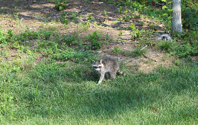 Blog - When You Should Turn To A Wildlife Control Professional