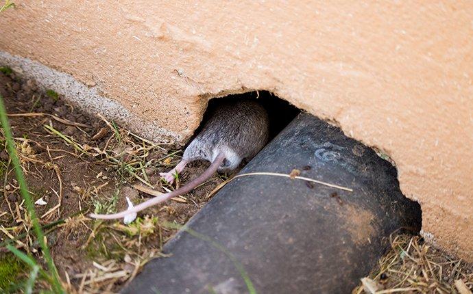 Blog - Early Preparation Steps For Fall Rodent Prevention