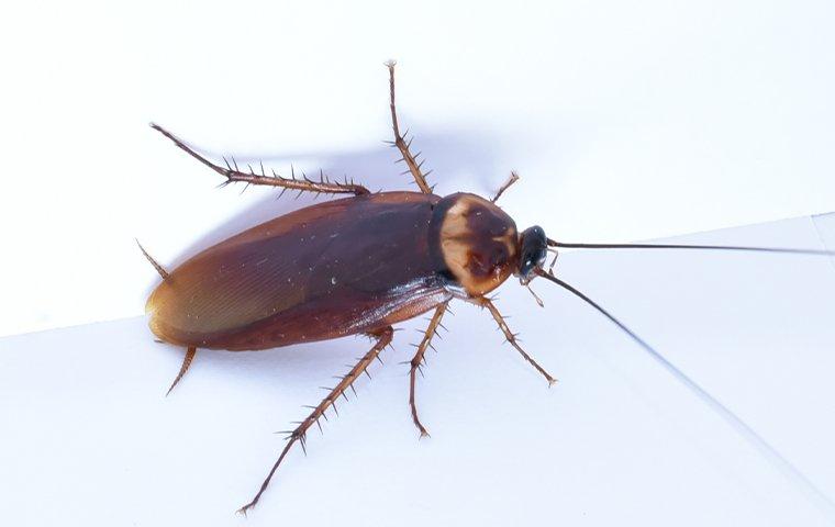 How To Easily Get Rid Of Roaches Living In Your Aiken Home
