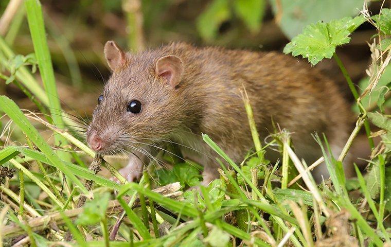 Blog - Rat Control 101: A Complete Guide For Aiken Property Owners