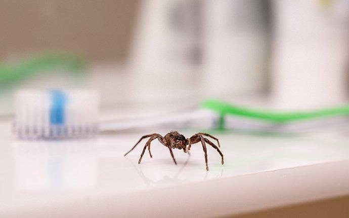 Blog - What Summer House Spider Infestations Could Mean To Residents