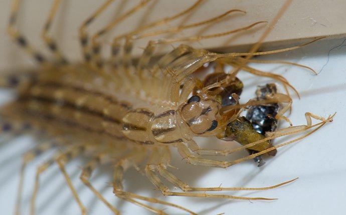 Blog - What Every Aiken Resident Ought To Know About Centipedes