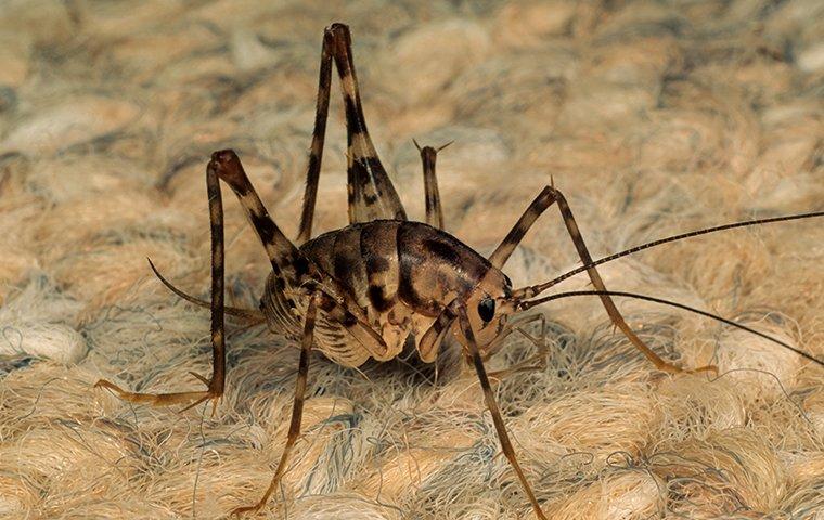 Cricket Invasion Solutions: How To Safeguard Your North Augusta Home