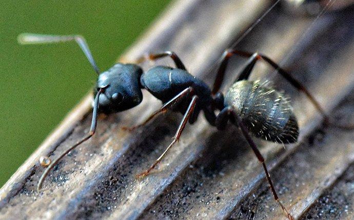 Blog - How Ant Problems Start In Aiken Homes