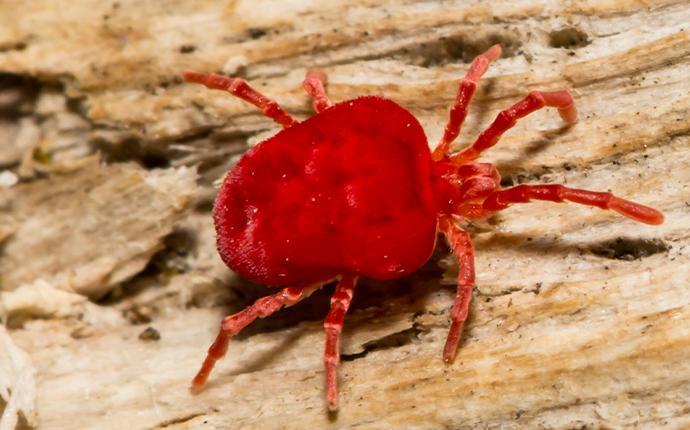 What are the tiny red bugs store
